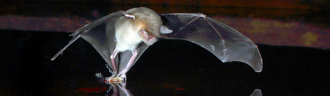 ¿Sabías qué el 70 % de los murciélagos se alimentan de insectos?